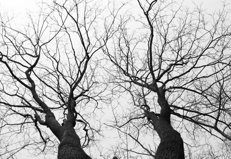 Black and White Forest of Trees Photographed from Below - the Effect ...