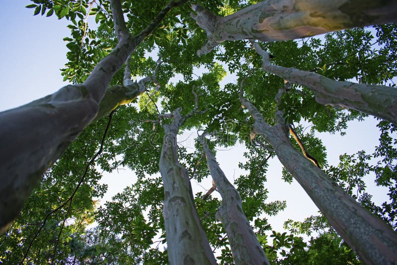 Trees - Looking Up the Tree Tops Stock Image - Image of daylight, gray ...