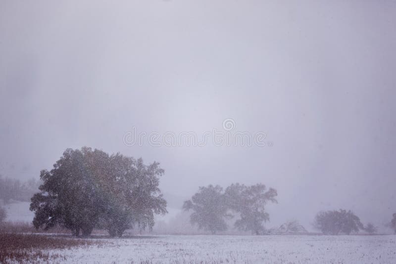 Trees Lost in the Mist of Winter Stock Image - Image of season, black ...