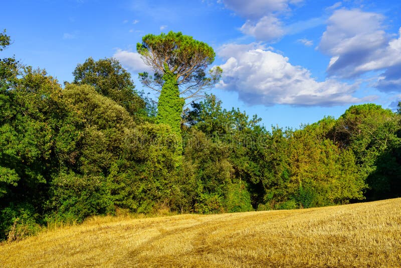 Trees of Lush Forest Next To Newly Harvested Fields at Sunset. Stock ...