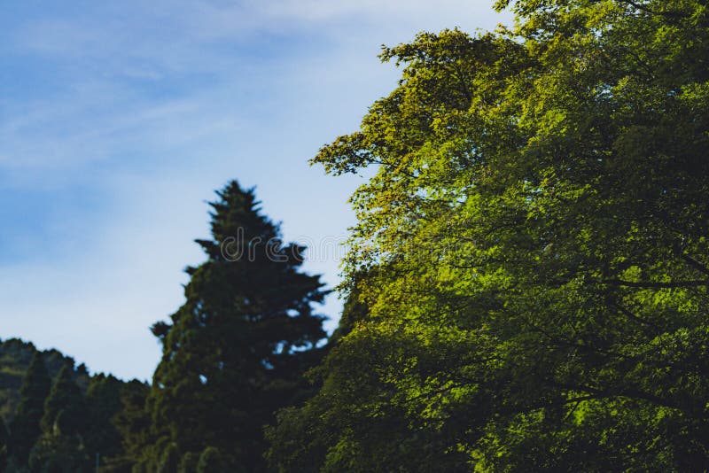 Trees on LUSHAN mountains stock photo. Image of mount - 76039530