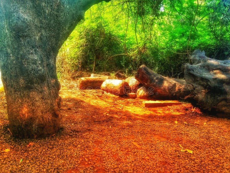 Trees Lying Cut Down on the Ground and a Standing Tree Stock Photo ...