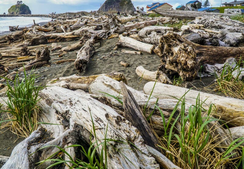 The Trees Lying at Famous La Push Beach - Forested Trail - FORKS ...