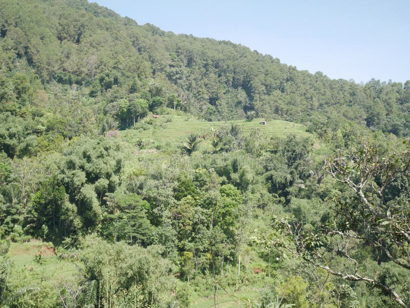 Trees Lying in a Village in Indonesia Stock Image - Image of trail ...