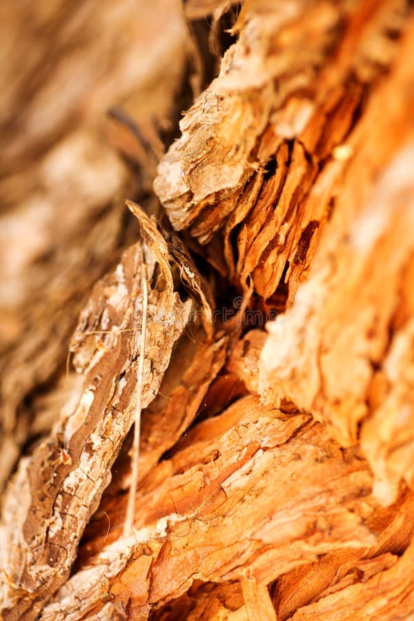 Trees Macro Background Fine Art in High Quality Prints Products 50,6 ...