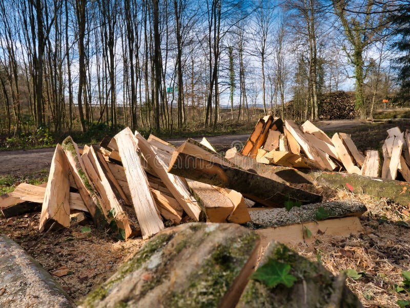 Trees Made into Logs in the Forest. Stock Image - Image of industry ...