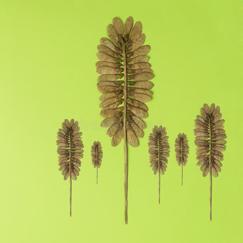 Trees Made of Maple Seeds on Bright Background. Minimal Nature Concept ...