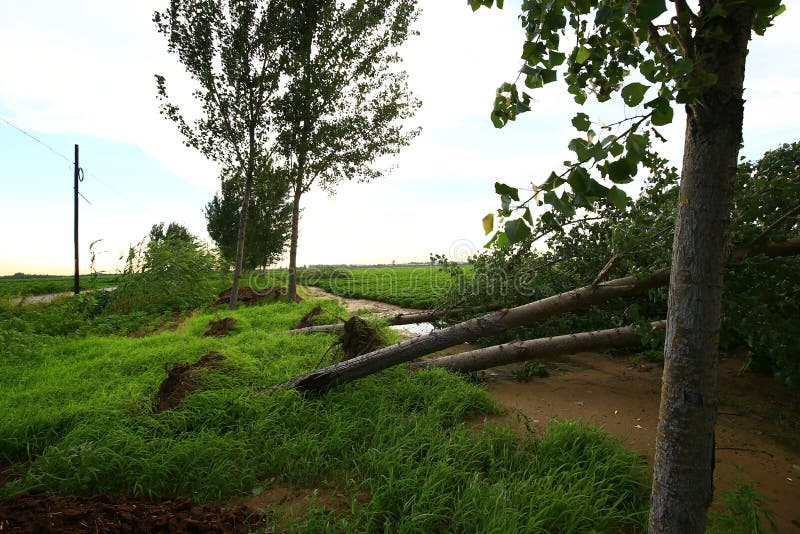 The Trees Make Winds Blow Down Stock Image - Image of twigs, green ...