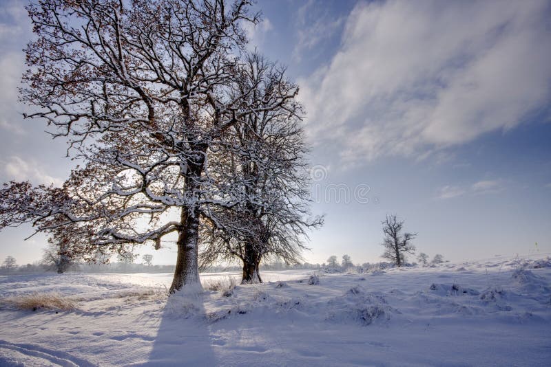 Trees Making Shadow on Snow Stock Photo - Image of nature, hoarfrost ...