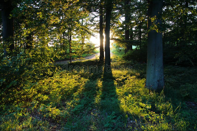 Trees making shadows stock image. Image of road, making - 75059267