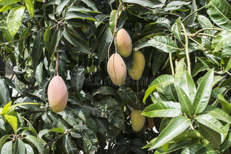 Trees of Mangoes in the Garden in Punjab Pakistan Stock Photo - Image ...