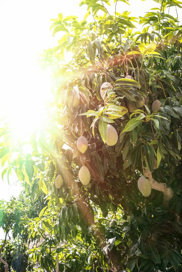 Trees with Mangoes at Sunset Stock Photo - Image of plum, mango: 137937632