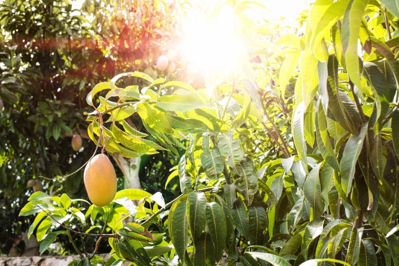 Trees with Mangoes at Sunset Stock Photo - Image of healthy, bunch ...