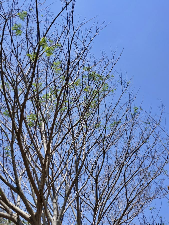 The Trees with Many Branches but Few Leaves Stock Image - Image of ...