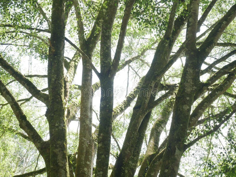 Trees with Many Branches in the Forests of Asia Stock Photo - Image of ...
