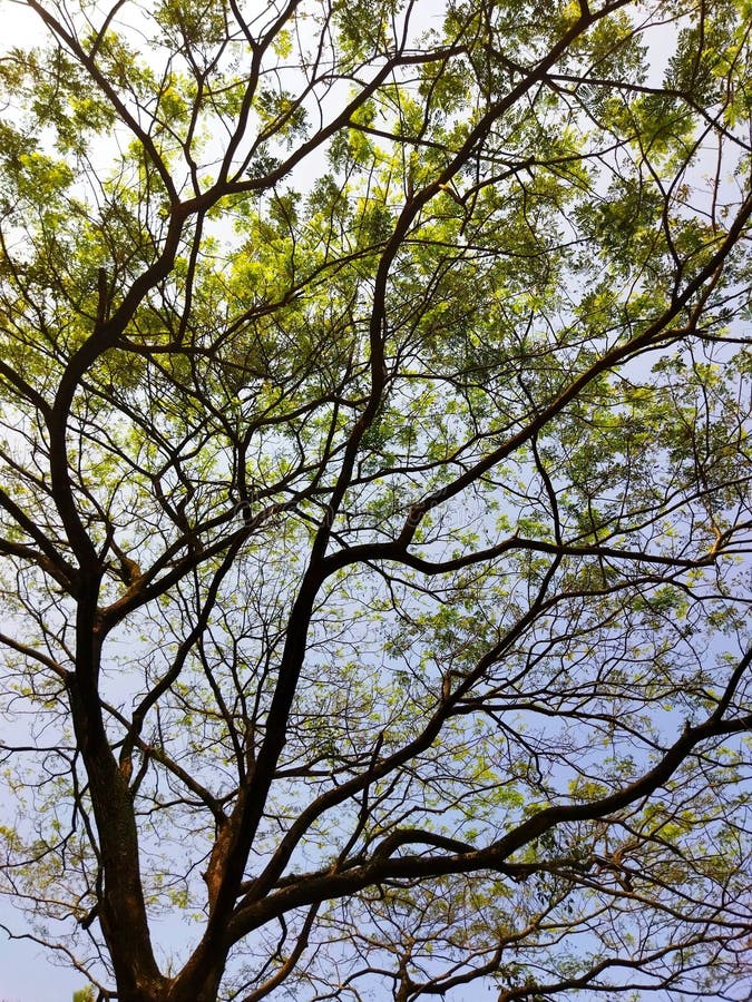 Trees with Many Branches and Twigs with Small Leaves Form Unique and ...