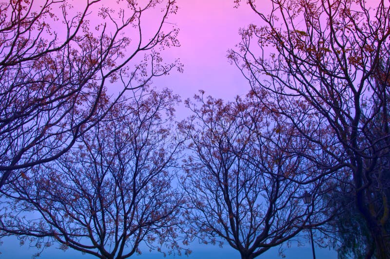 Trees with Many Branches, Winter Colored Sky Stock Photo - Image of ...