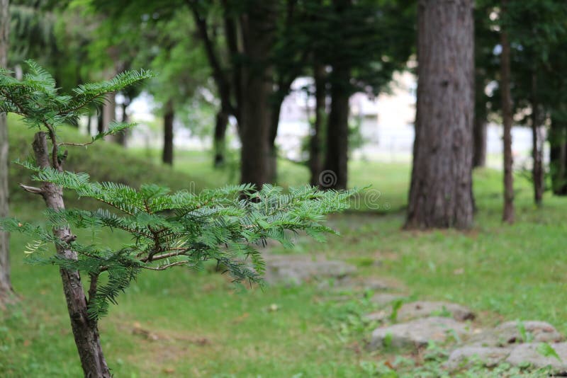 Trees stock image. Image of bush, landscape, nature, pine - 76727241