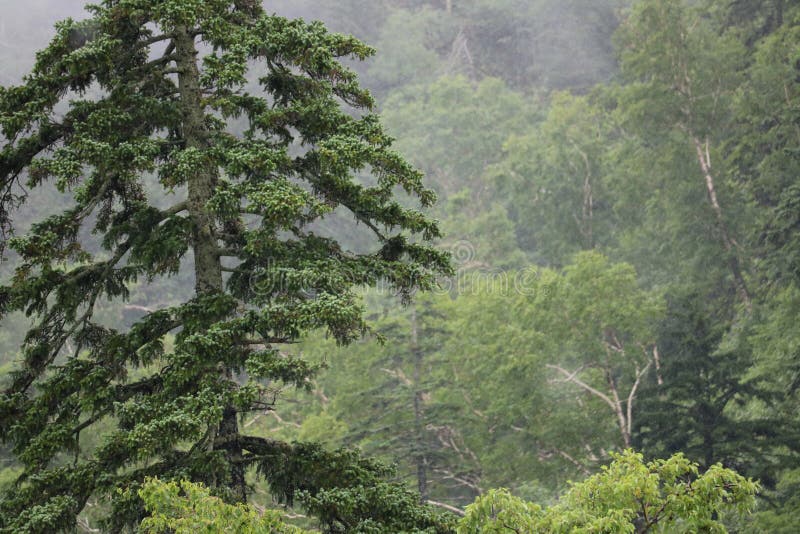 Trees stock photo. Image of horizontal, color, road, area - 76727634