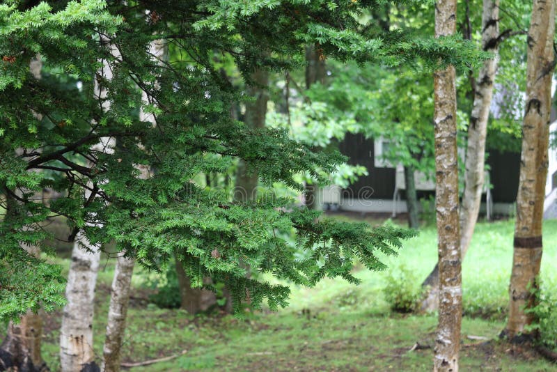 Trees stock image. Image of foliage, landscape, forest - 76728263