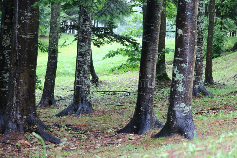 Trees stock photo. Image of landscape, area, mystery - 76728294