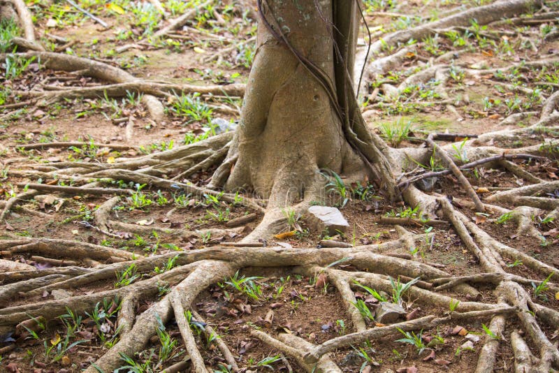 Plant Emerging Through Concrete Stock Image - Image of endurance ...