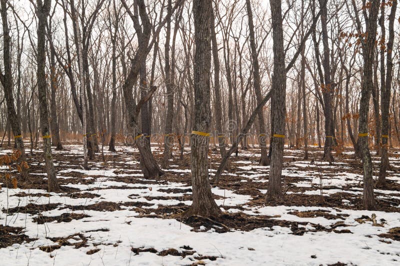 Trees with Marks for Cutting Stock Photo - Image of fireplace, chop ...