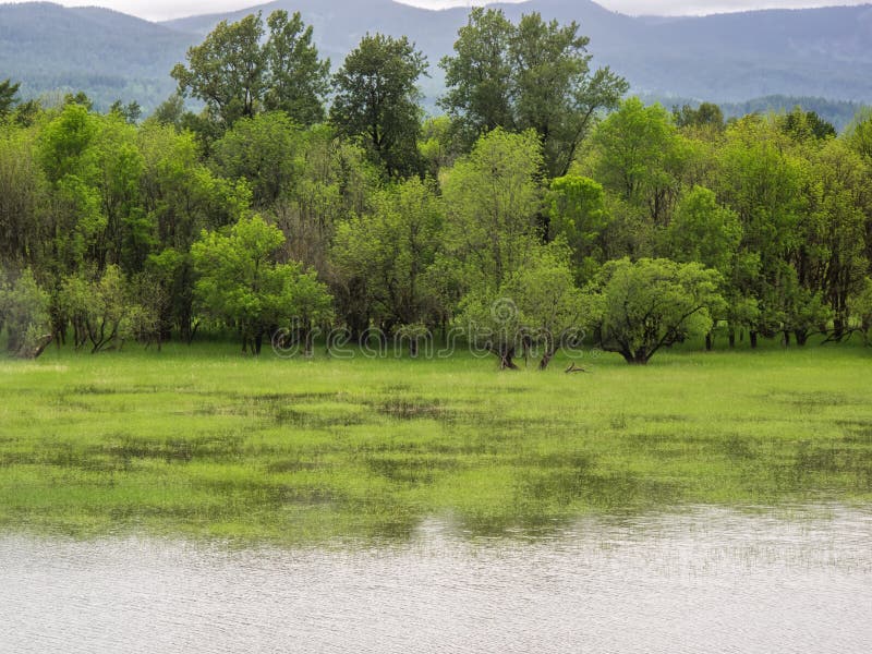 Trees and Marsh Along a River Bank Stock Image - Image of grassy, green ...