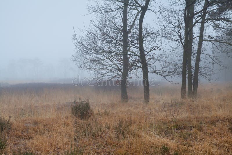 Trees on Marsh in Dense Fog Stock Image - Image of marsh, gloomy: 37898475