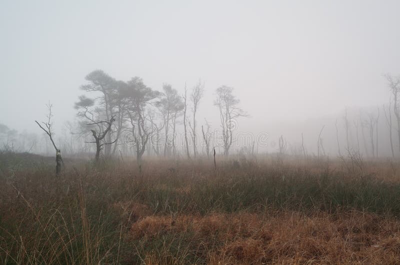 Trees on Marsh in Dense Fog Stock Photo - Image of netherlands, tree ...