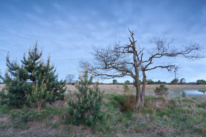 Marsh at dusk stock image. Image of south, bird, marsh - 485265