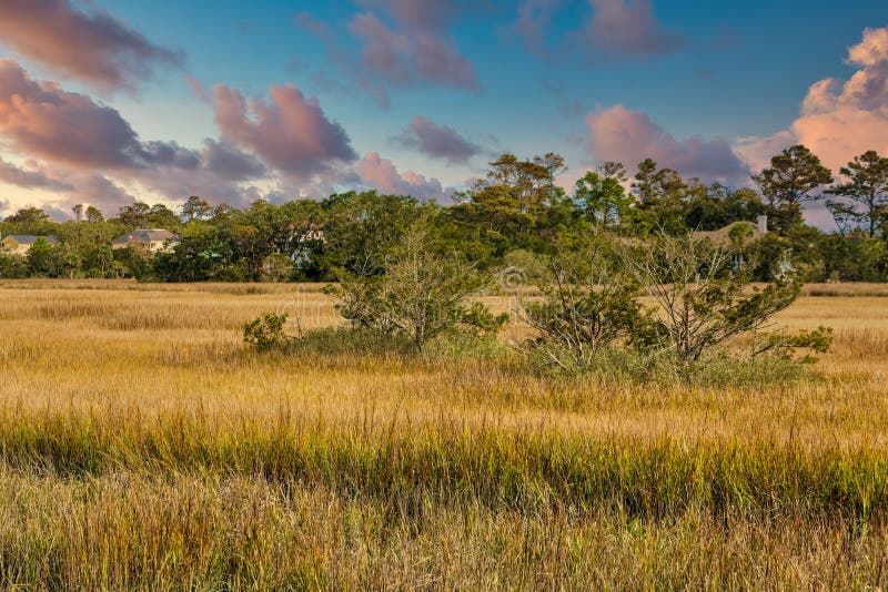 Trees in Marsh at Dusk stock image. Image of swamp, grass - 191344213