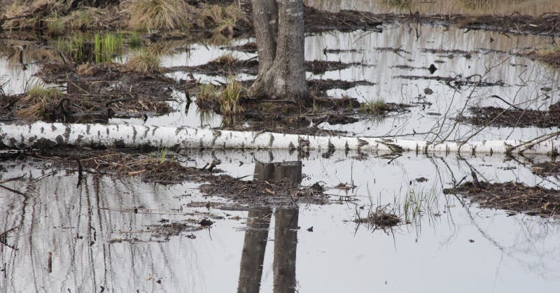 Trees in a Marsh stock photo. Image of marsh, colour - 127914768
