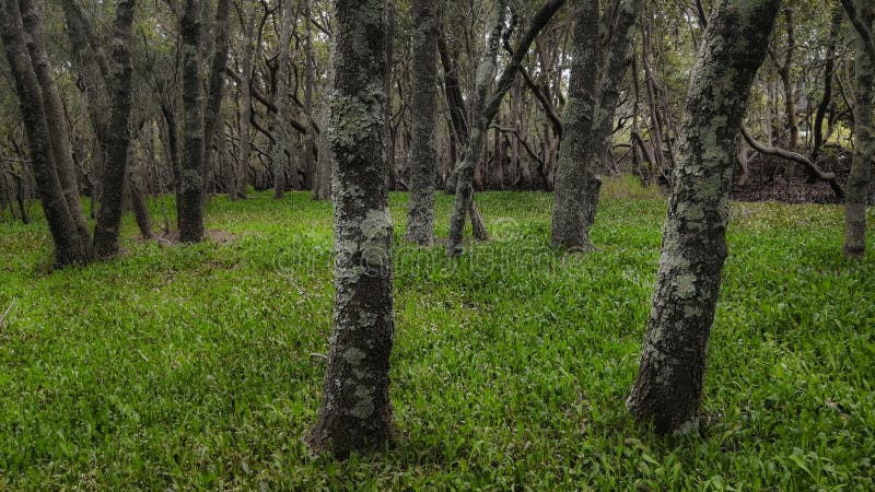 Trees in the Marshes Along the Waterfront Stock Image - Image of ...