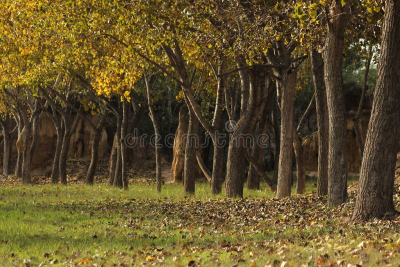 Trees in Matsieng Lesotho stock image. Image of mosotho - 128308249