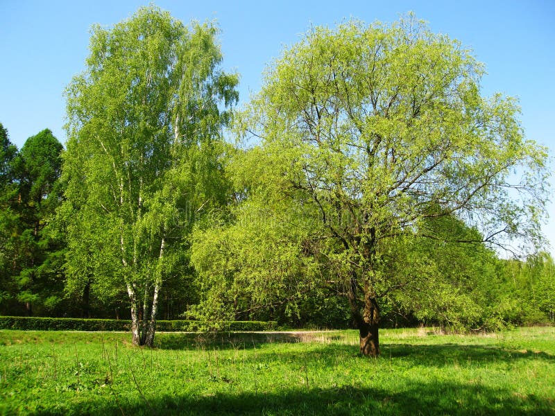 Trees on a meadow stock photo. Image of nature, spring - 13498818