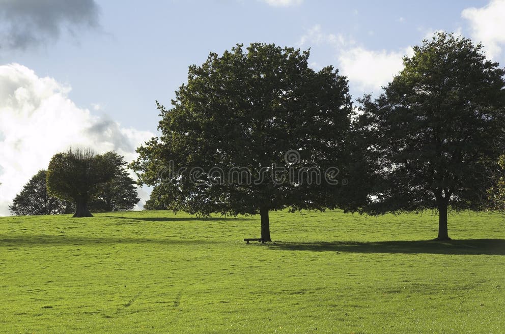 Trees in meadow stock photo. Image of trees, country, autumn - 1425974