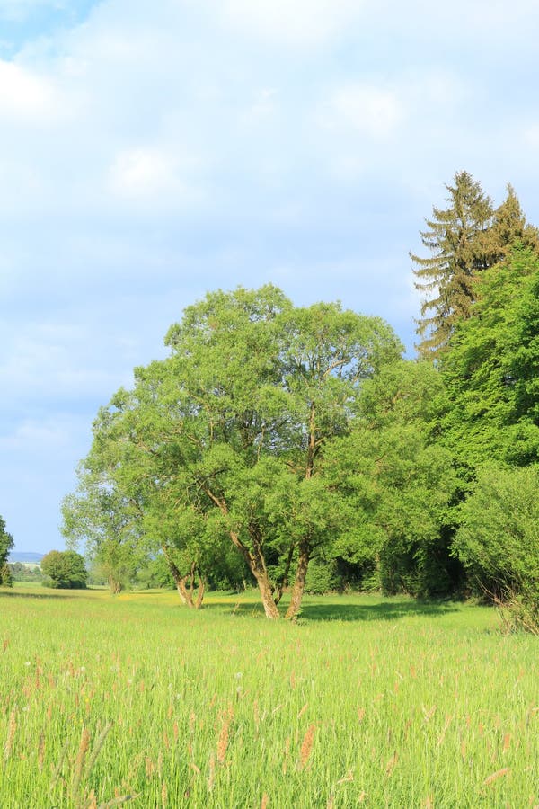 Trees on a meadow stock image. Image of foliage, leaf - 123685289