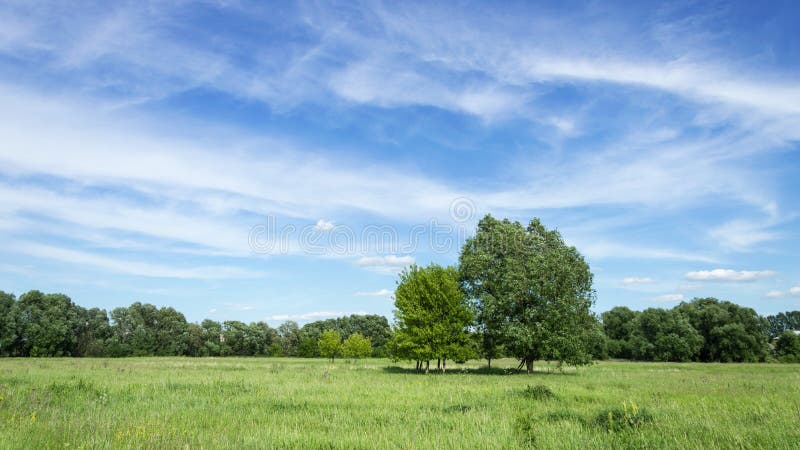 Trees in the meadow stock photo. Image of clouds, beautiful - 58553776