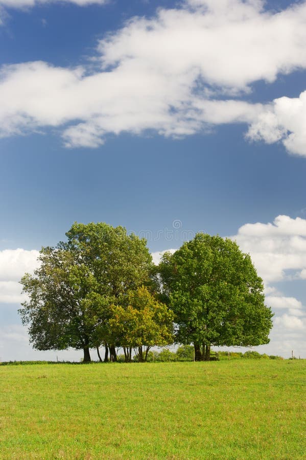 Trees in the meadows stock photo. Image of grass, green - 22132304