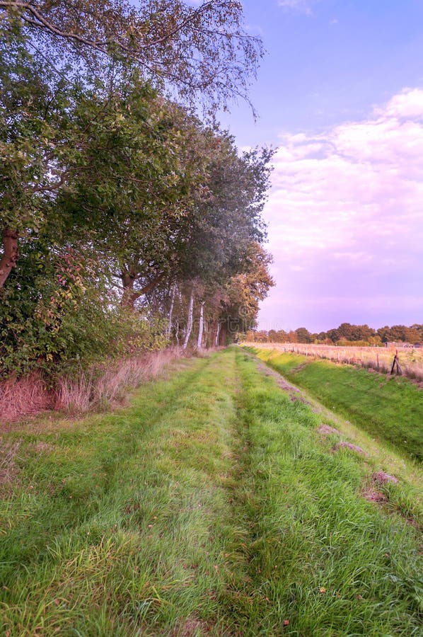 Trees in the meadows stock photo. Image of hillside - 252261178