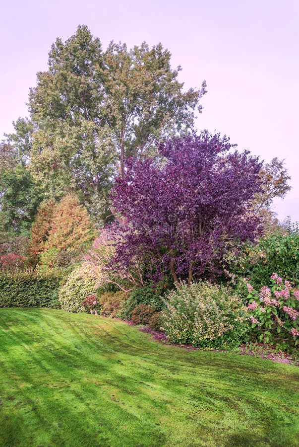 Trees in the meadows stock image. Image of meadow, idyllic - 252057363