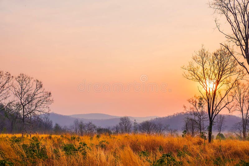 .Trees and Meadows and Morning Sun Stock Photo - Image of blue, growth ...
