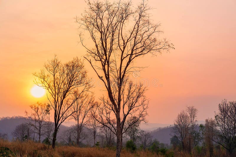 .Trees and Meadows and Morning Sun Stock Photo - Image of horizon ...