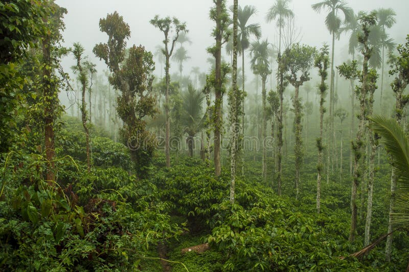 Trees in the Middle of Coffee Plantation Adding a Scenic Beauty To the ...