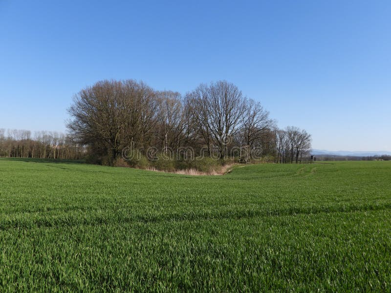 Trees in the Middle of the Field during Early Springtime Stock Photo ...