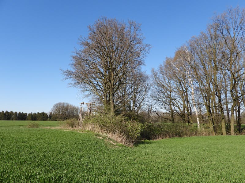 Trees in the Middle of the Field during Early Spring Stock Photo ...