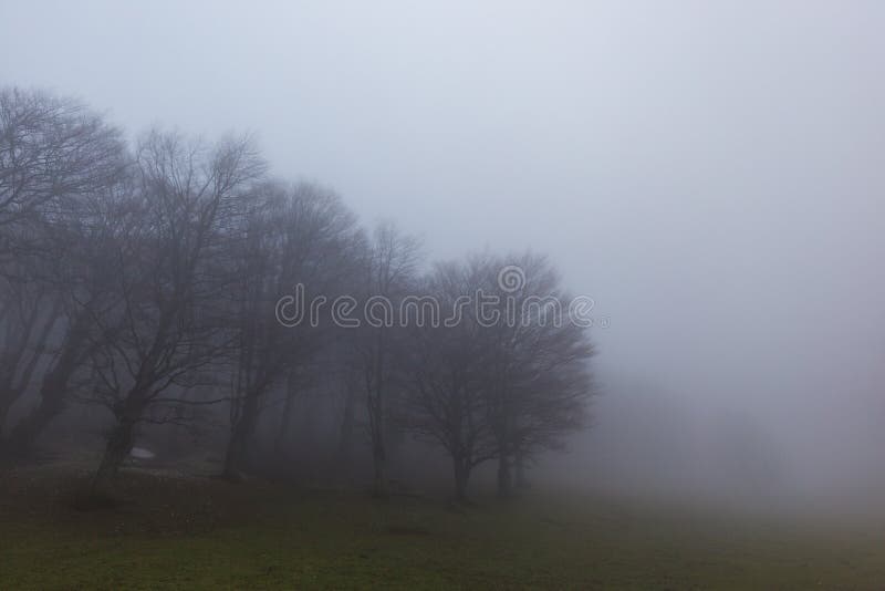 Trees in the middle of fog stock image. Image of journey - 246202759
