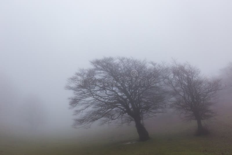 Trees in the middle of fog stock image. Image of forest - 255749467