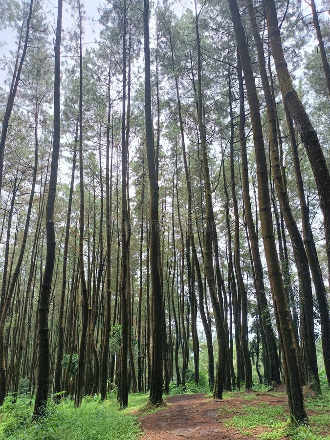 Trees in the Middle of the Forest Stock Image - Image of gunung, hutan ...